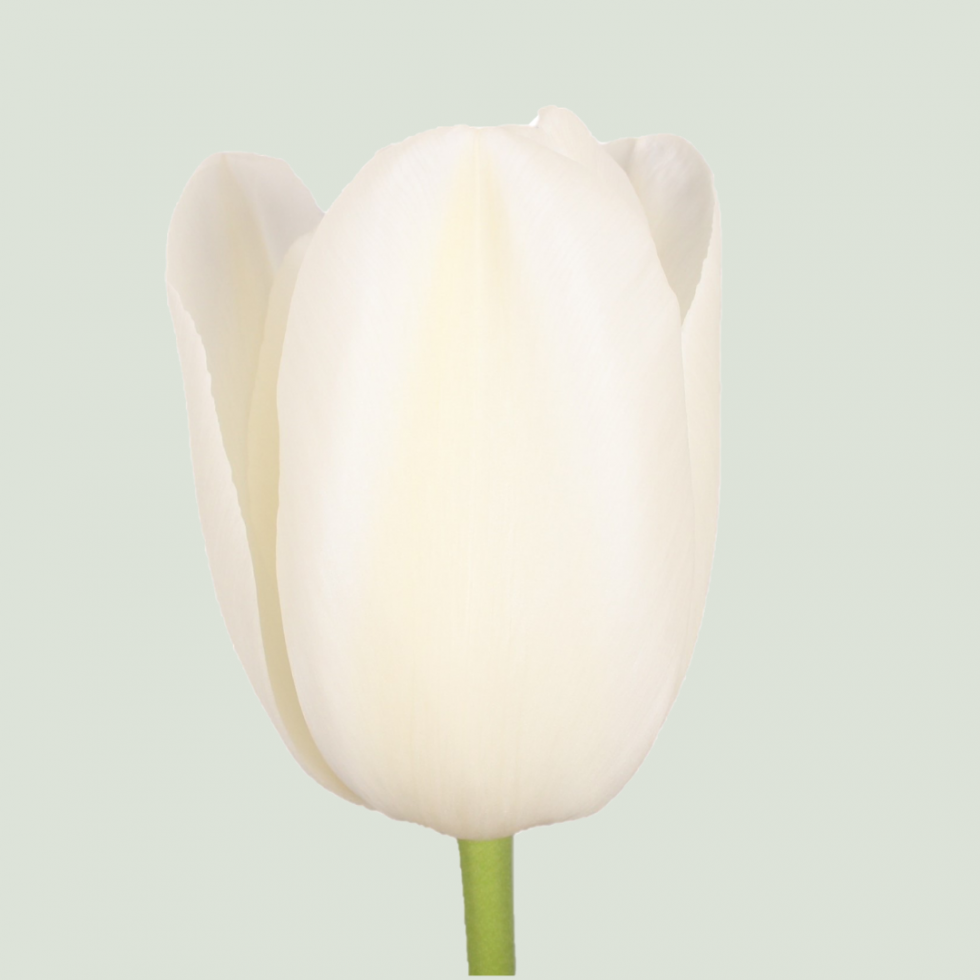 Maureen - XL Tulips